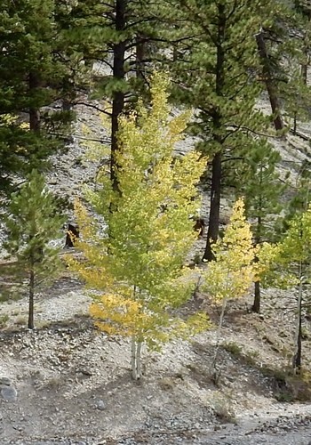 Álamo-Trêmulo (Populus tremuloides) - PictureThis