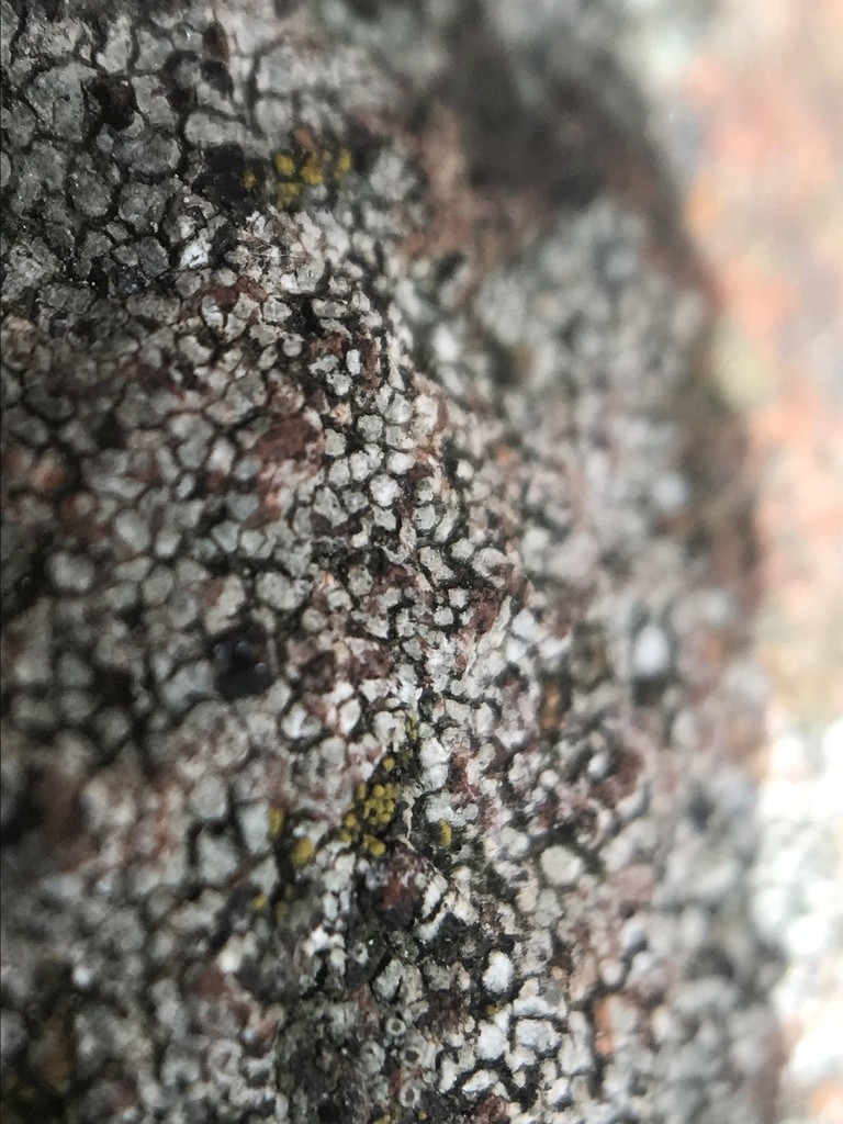 Sac fungi (Ascomycota) Flower, Leaf, Care, Uses - PictureThis