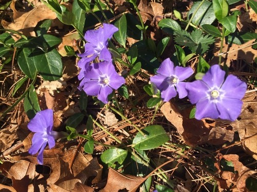 Common periwinkle (Vinca minor) Flower, Leaf, Care, Uses - PictureThis