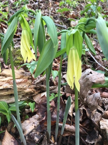 Colchicum (Colchicaceae) Flower, Leaf, Care, Uses - PictureThis