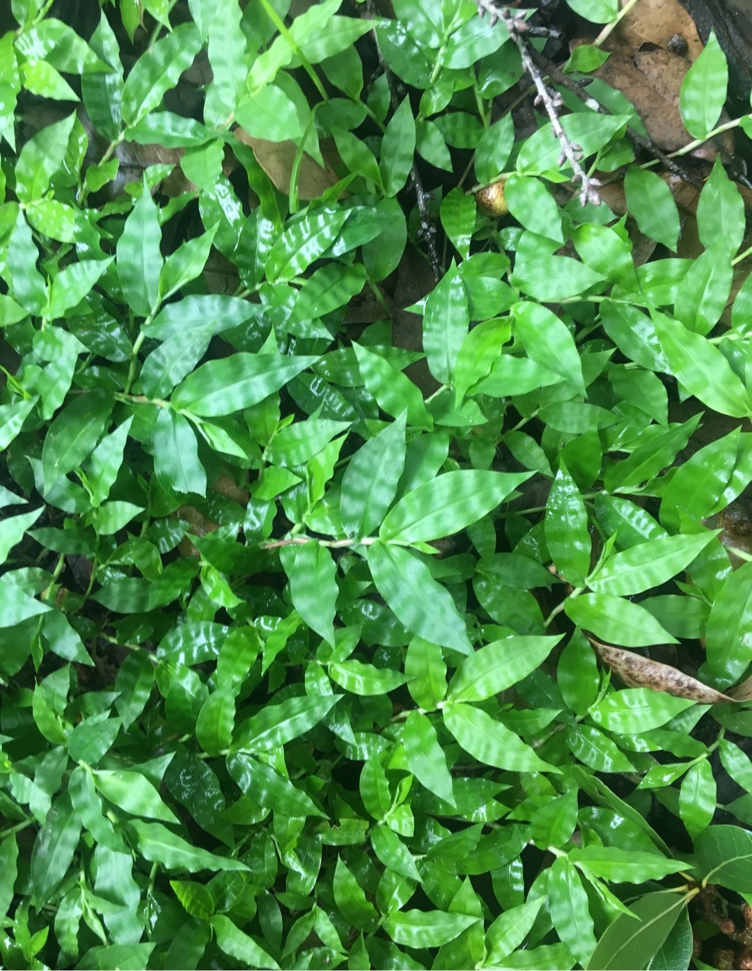 Arthraxon hispidus - PictureThis