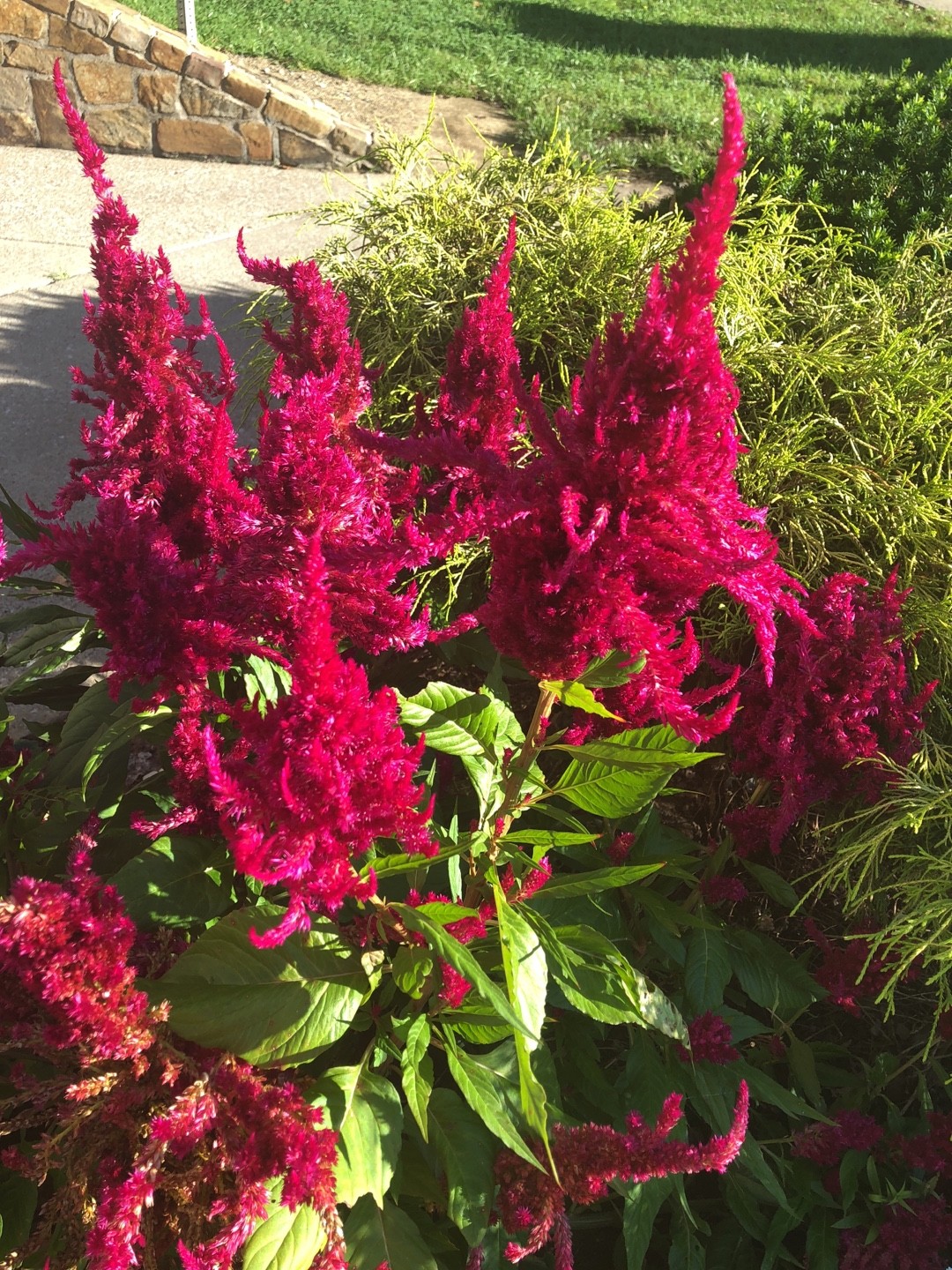 Prince's feather (Amaranthus hypochondriacus) Flower, Leaf, Care, Uses ...