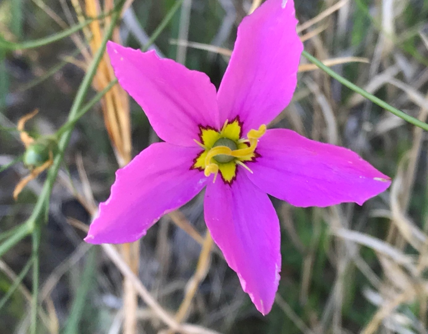 Sabatia stellaris - PictureThis