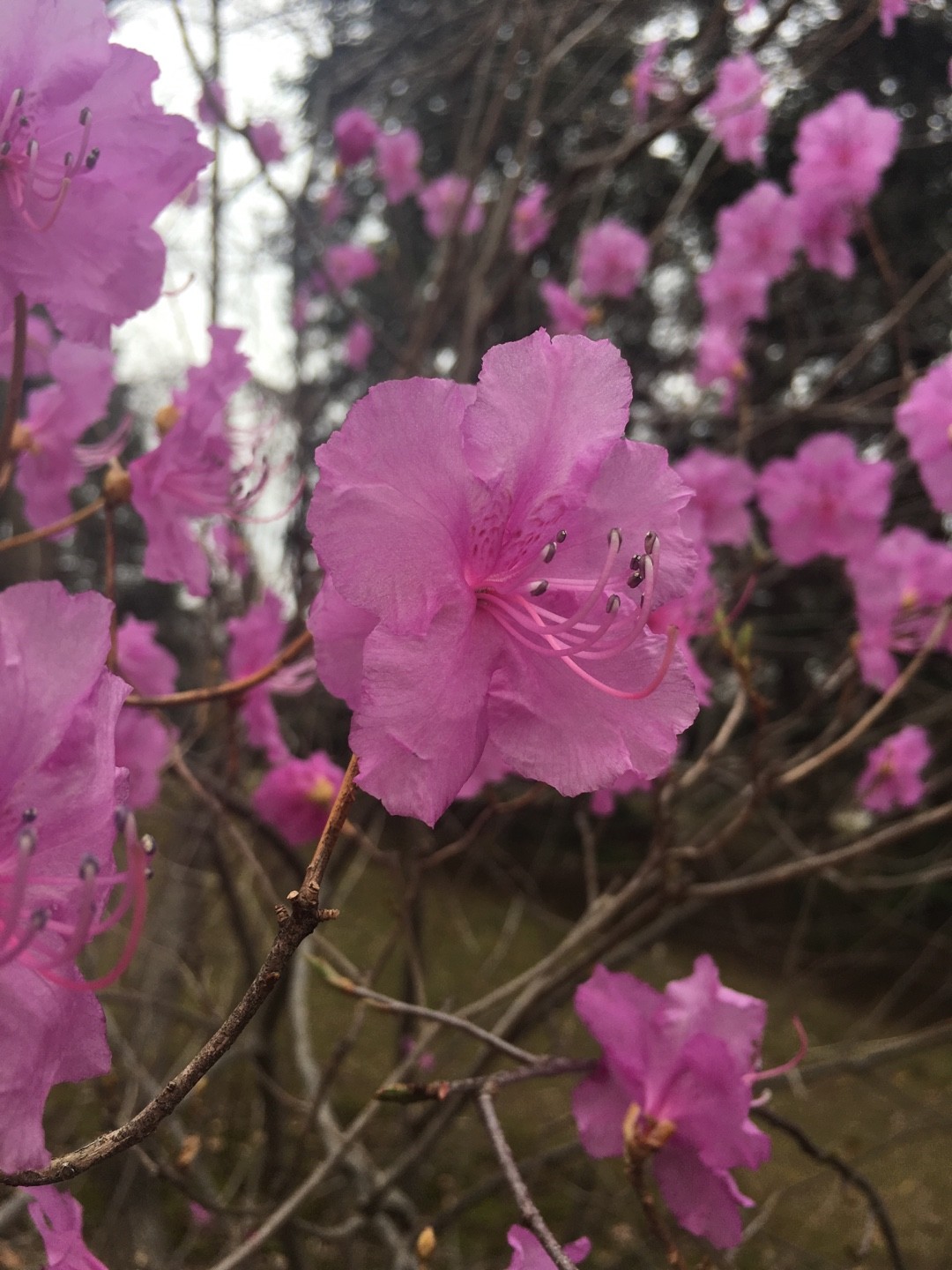 Rhododendron Mucronulatum (Rhododendron mucronulatum) - PictureThis