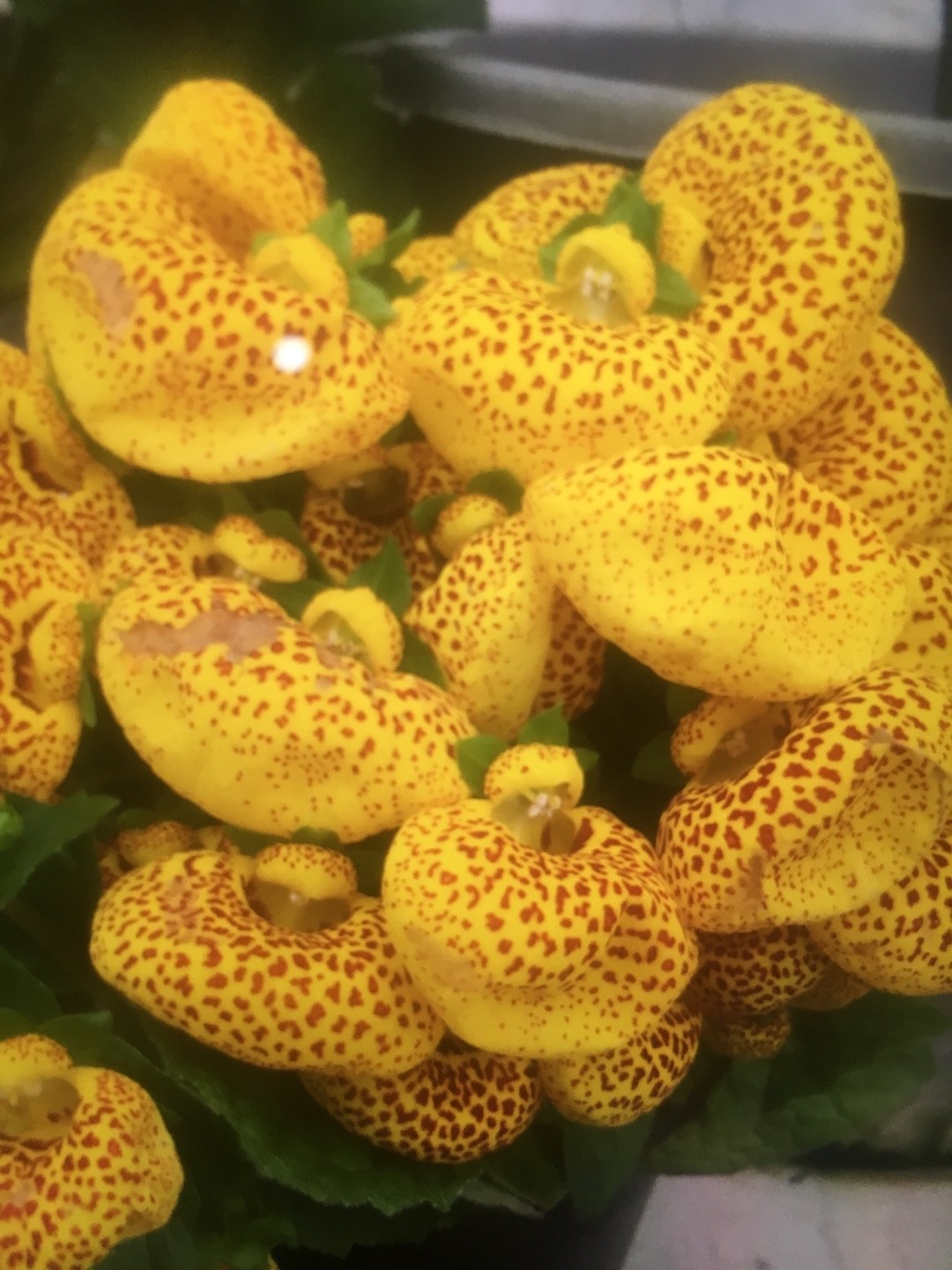 Calceolaria crenatiflora - PictureThis