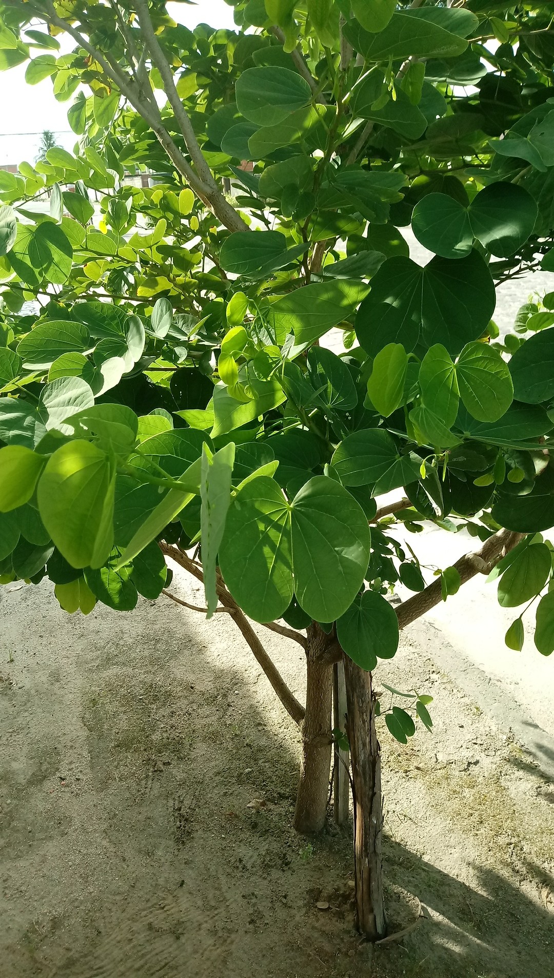 Bauhinia monandra - PictureThis