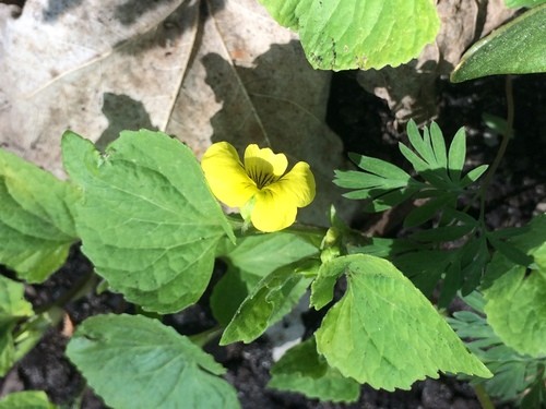 Downy Yellow Violet (Viola pubescens) Flower, Leaf, Care, Uses ...