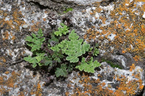 Brake (Pteridaceae) Flower, Leaf, Care, Uses - PictureThis