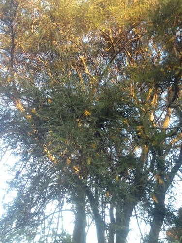 Pelú (Sophora microphylla) - PictureThis