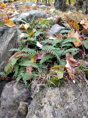 Rock polypody (Polypodium virginianum) Flower, Leaf, Care, Uses ...