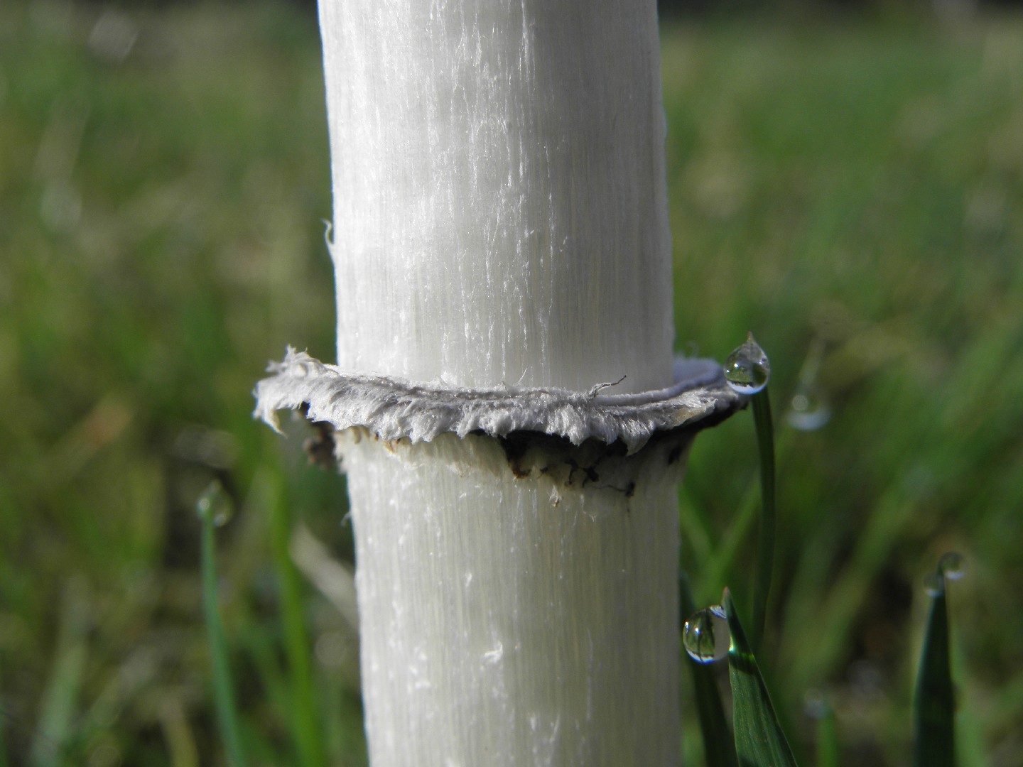 Ink cap Care (Watering, Fertilize, Pruning, Propagation) - PictureThis