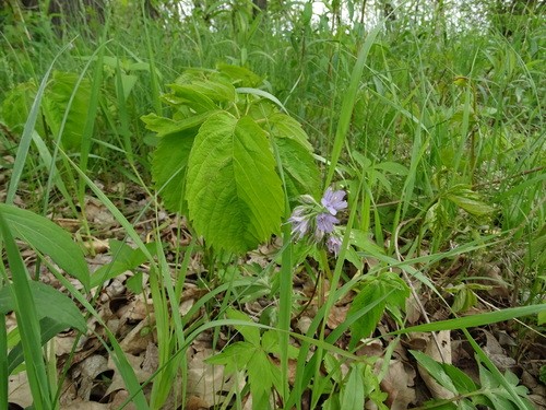 Waterleaf (Hydrophyllaceae) Flower, Leaf, Care, Uses - PictureThis