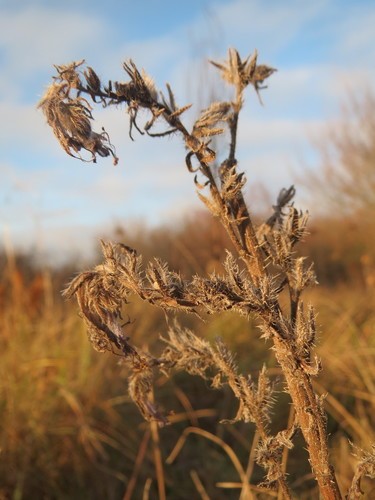 Viborera (Echium vulgare) - PictureThis