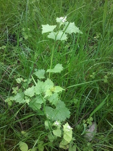 Aliária (Alliaria petiolata) - PictureThis