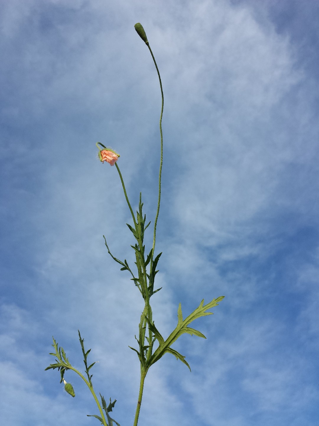 Papoila (Papaver dubium) - PictureThis