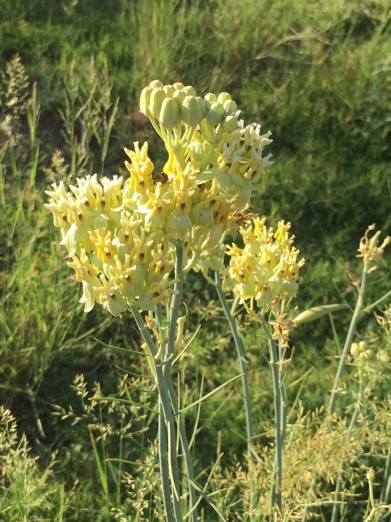 Candelilla bronca (Asclepias subulata) - PictureThis