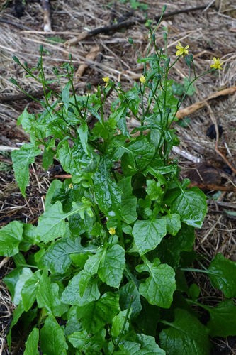 Lapsana communis - PictureThis