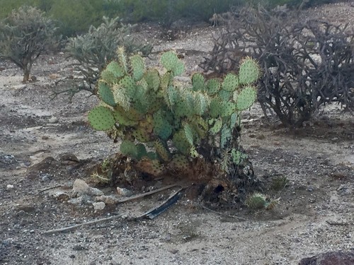 Nopal cuijo (Opuntia engelmannii) - PictureThis
