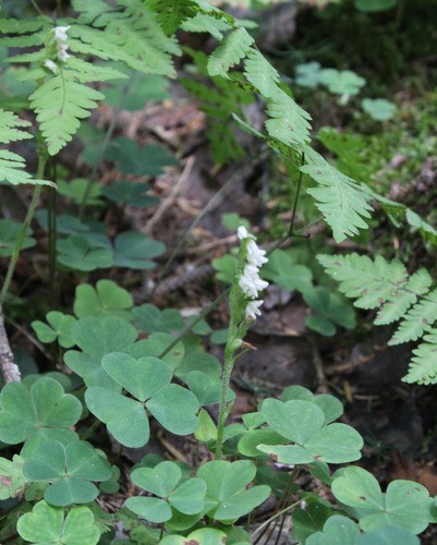 Goodyère rampante (Goodyera repens) - PictureThis