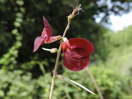 Purple bushbean (Macroptilium atropurpureum) Flower, Leaf, Care, Uses ...