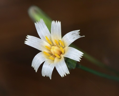 White hawkweed (Pilosella albiflora) Flower, Leaf, Care, Uses - PictureThis