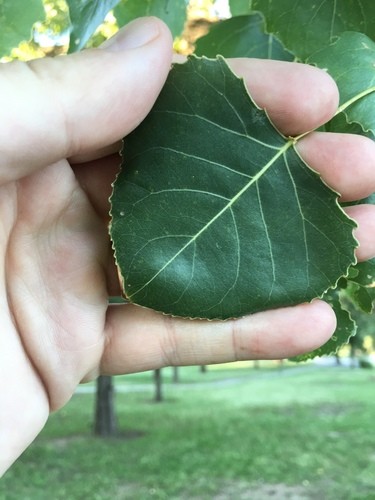 Topola amerykańska (Populus deltoides) - PictureThis