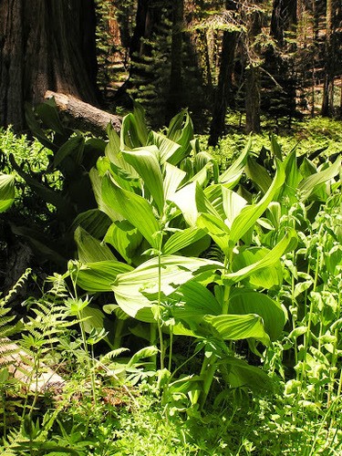 False hellebores (Veratrum) Flower, Leaf, Care, Uses - PictureThis