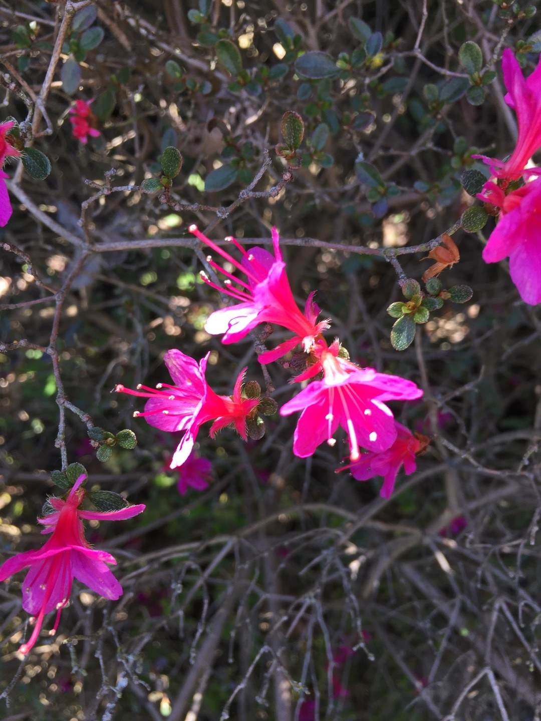 Lapland rosebay (Rhododendron lapponicum) Flower, Leaf, Care, Uses ...