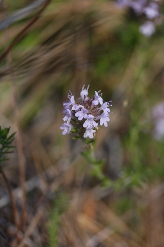 Piloblephis rigida - PictureThis