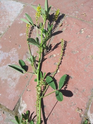 Annual yellow sweet clover Care (Watering, Fertilize, Pruning ...
