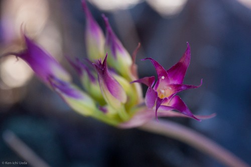 Tapertip onion (Allium acuminatum) Flower, Leaf, Care, Uses - PictureThis