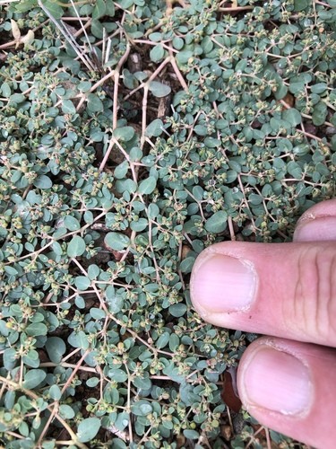 Sonoran sandmat (Euphorbia micromera) Flower, Leaf, Care, Uses ...