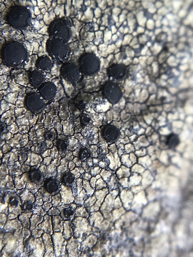 Sac fungi (Ascomycota) Flower, Leaf, Care, Uses - PictureThis