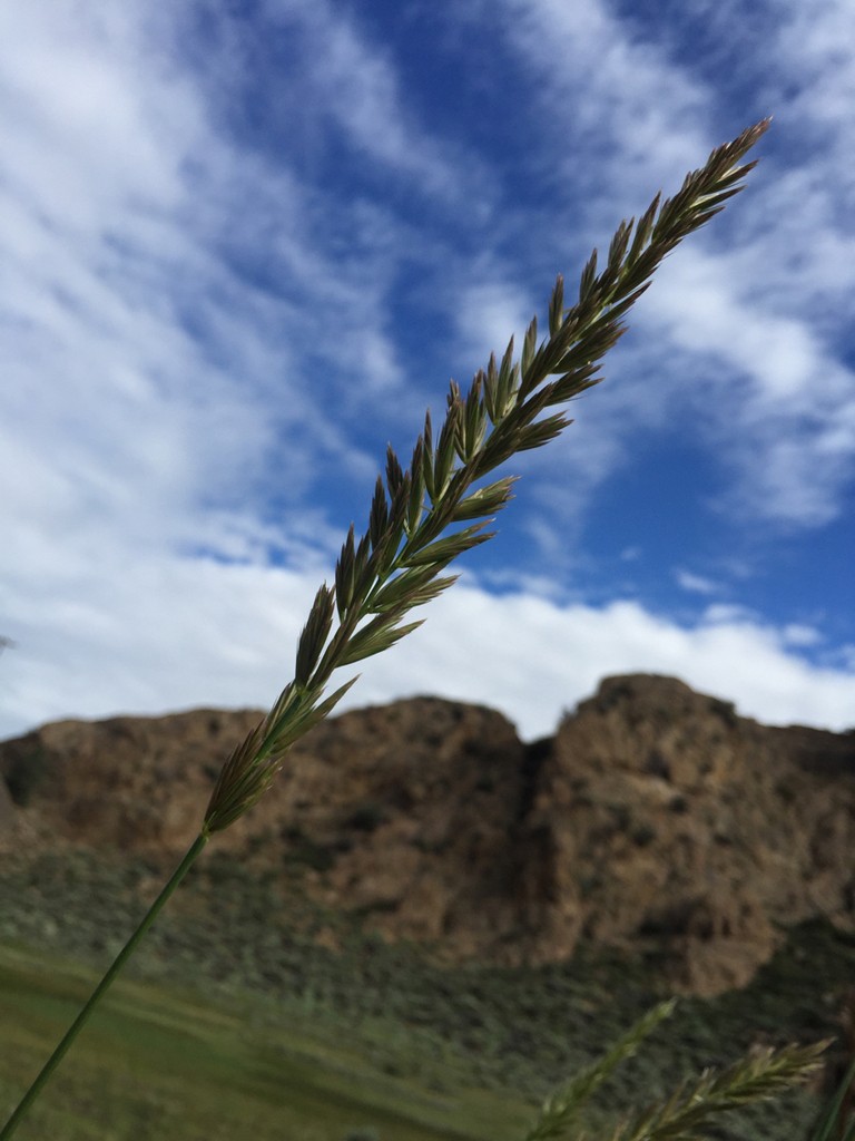 Monocotyledons (Liliopsida) Flower, Leaf, Care, Uses - PictureThis