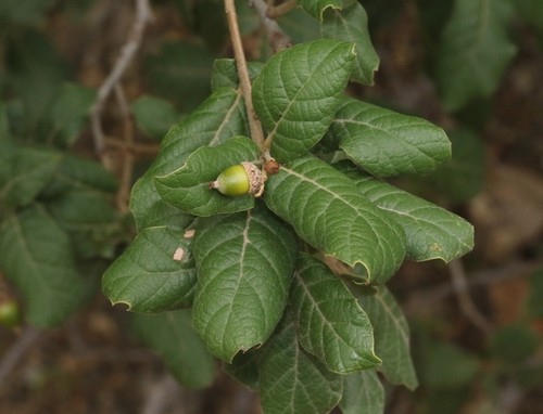 Encino quiebra hacha (Quercus rugosa) - PictureThis