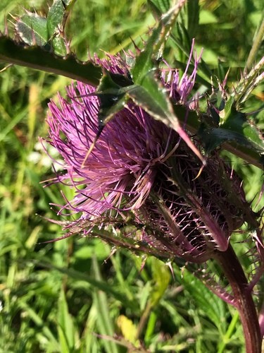 Yellow thistle (Cirsium horridulum) Flower, Leaf, Care, Uses - PictureThis