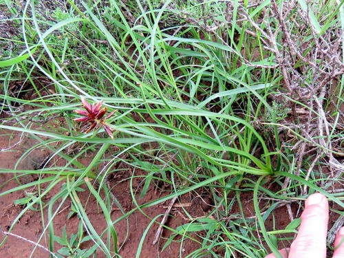 Nutgrasses Care (Watering, Fertilize, Pruning, Propagation) - PictureThis