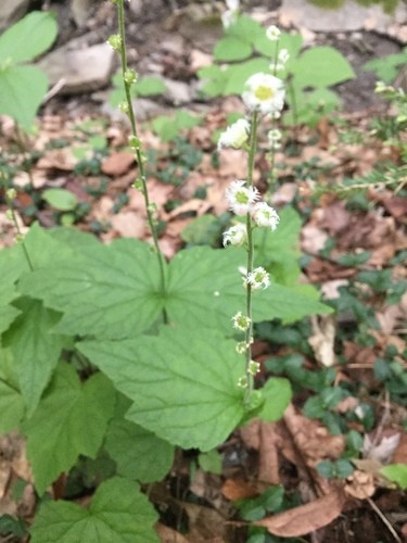 Mitrewort de dos hojas (Mitella diphylla) - PictureThis