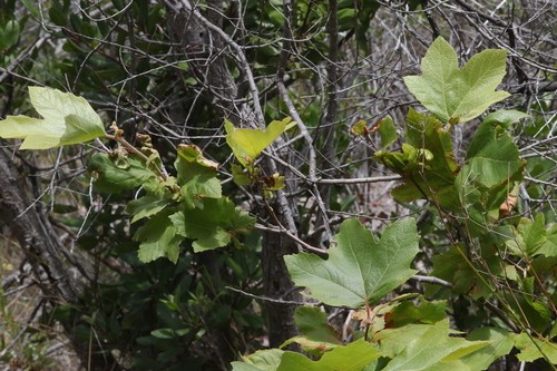 How to Plant and Grow California sycamore(Platanus racemosa)