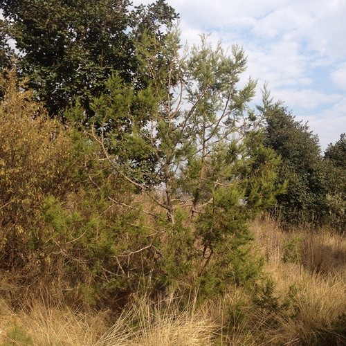 Junipers (Juniperus) Flower, Leaf, Care, Uses - PictureThis