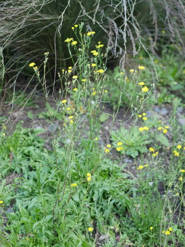 Crépide capillaire (Crepis capillaris) - PictureThis