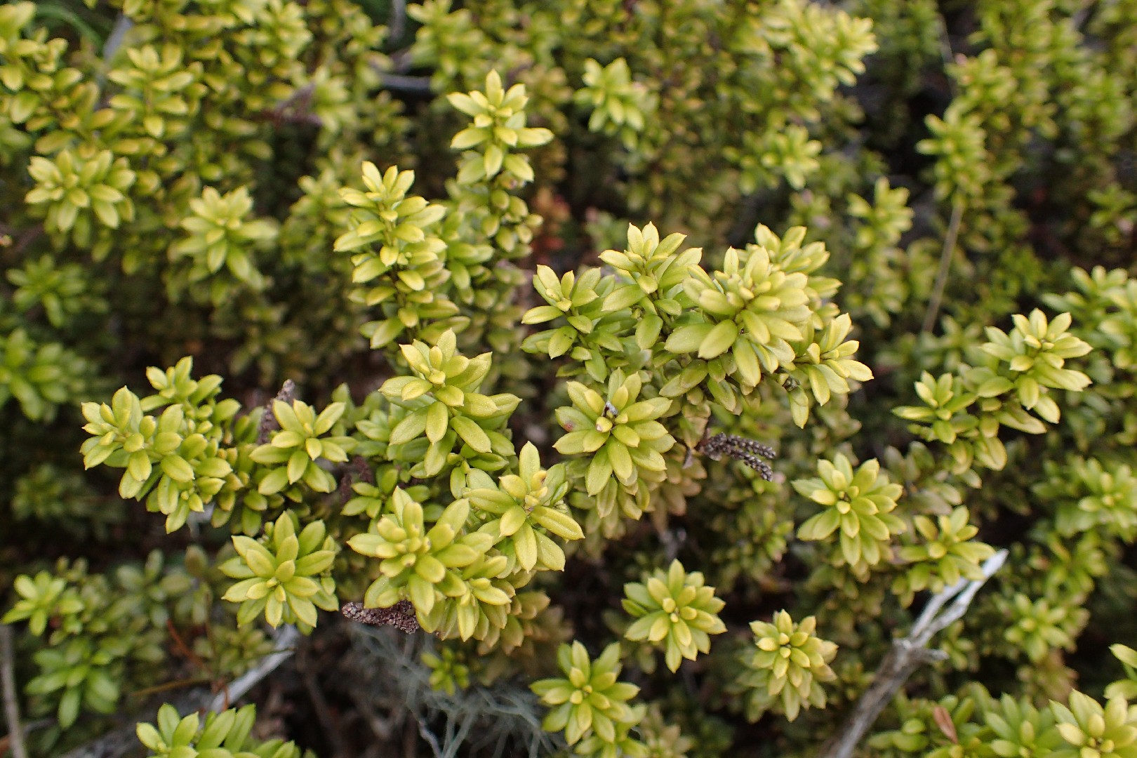 Podocarpus (Podocarpaceae) Flower, Leaf, Care, Uses - PictureThis