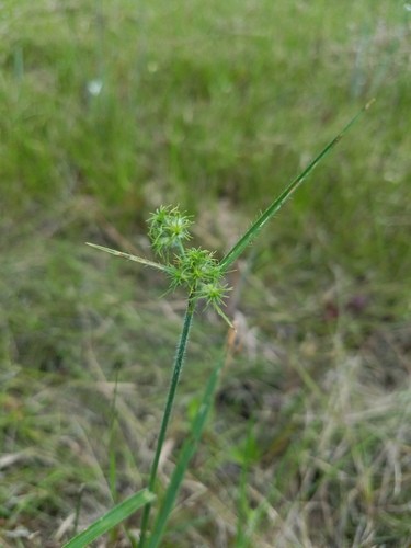 Fuirena breviseta - PictureThis