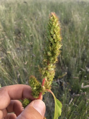 Powell's amaranth (Amaranthus powellii) Flower, Leaf, Care, Uses ...
