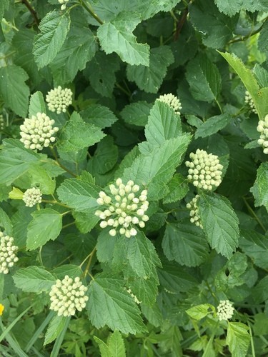 How to Plant and Grow Common ninebark(Physocarpus opulifolius)