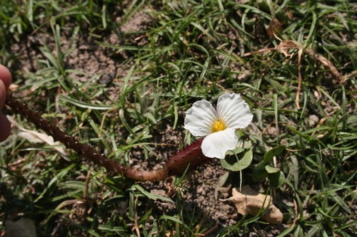 Tape-grass (Hydrocharitaceae) Flower, Leaf, Care, Uses - PictureThis