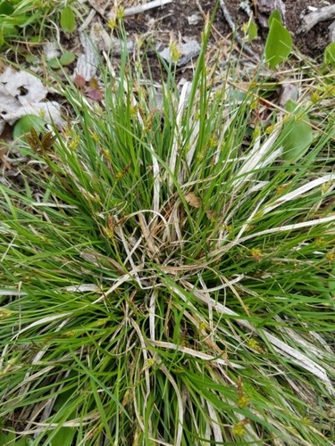 True sedges Care (Watering, Fertilize, Pruning, Propagation) - PictureThis