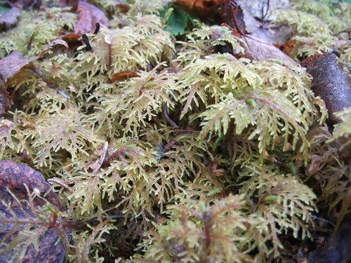 Mountain fern moss (Hylocomium splendens) Flower, Leaf, Care, Uses ...