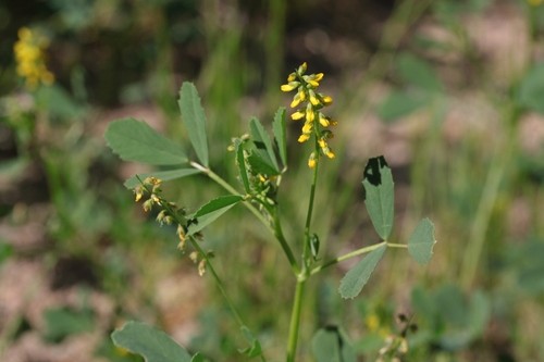 Meliloto de flor pequeña Cuidados (Plantando, Fertilizantes ...