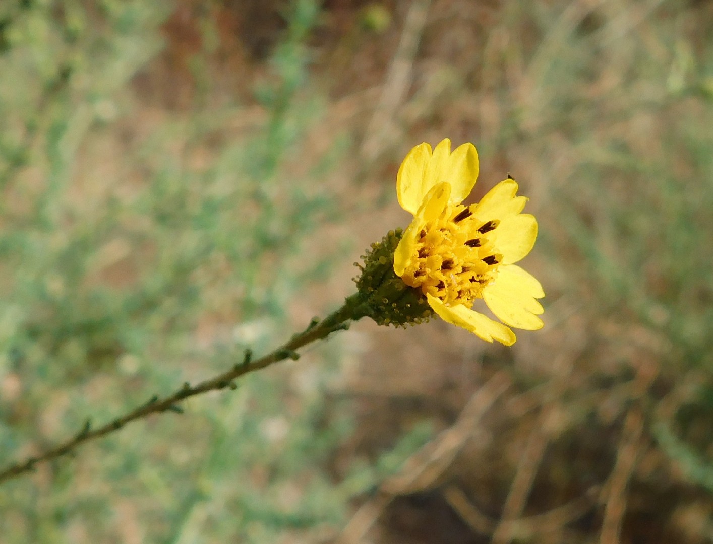 Yellowflower tarweed (Holocarpha virgata) Flower, Leaf, Care, Uses ...